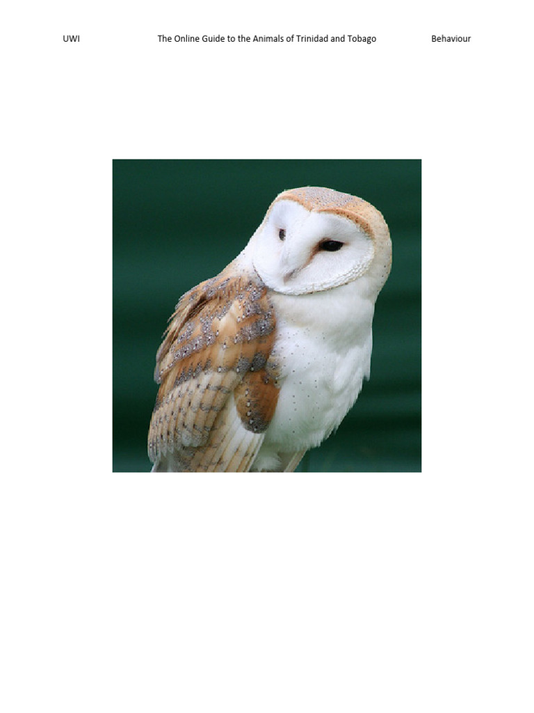 Tyto - Alba - Barn Owl | PDF