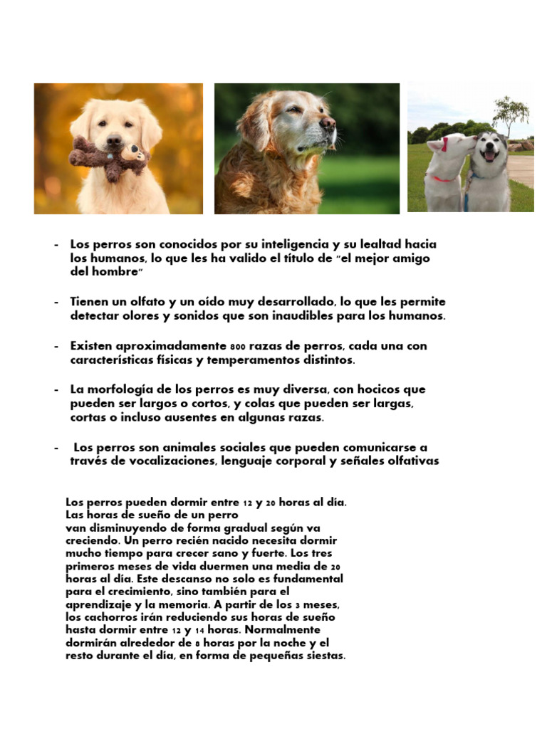 Perros | PDF