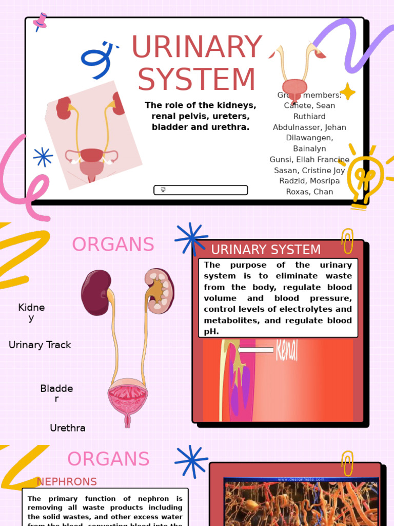Group 3 Urinary System Patho Report | PDF