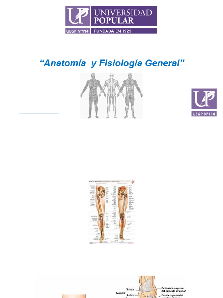 Clase 9. Podo. Pie | PDF