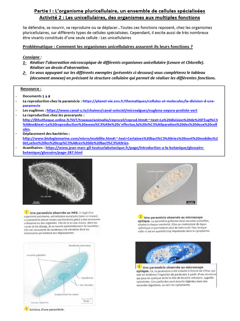 Activité 2 - Les Unicellulaires, Des Organismes Aux Multiples Fonctions ...