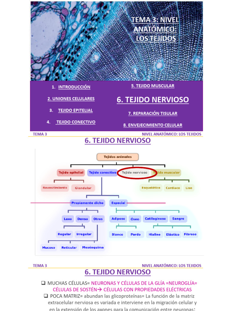 ALUMNOS TEMA 3 TEJIDOS PARTE 5 NERVIOSO Y FIN | PDF