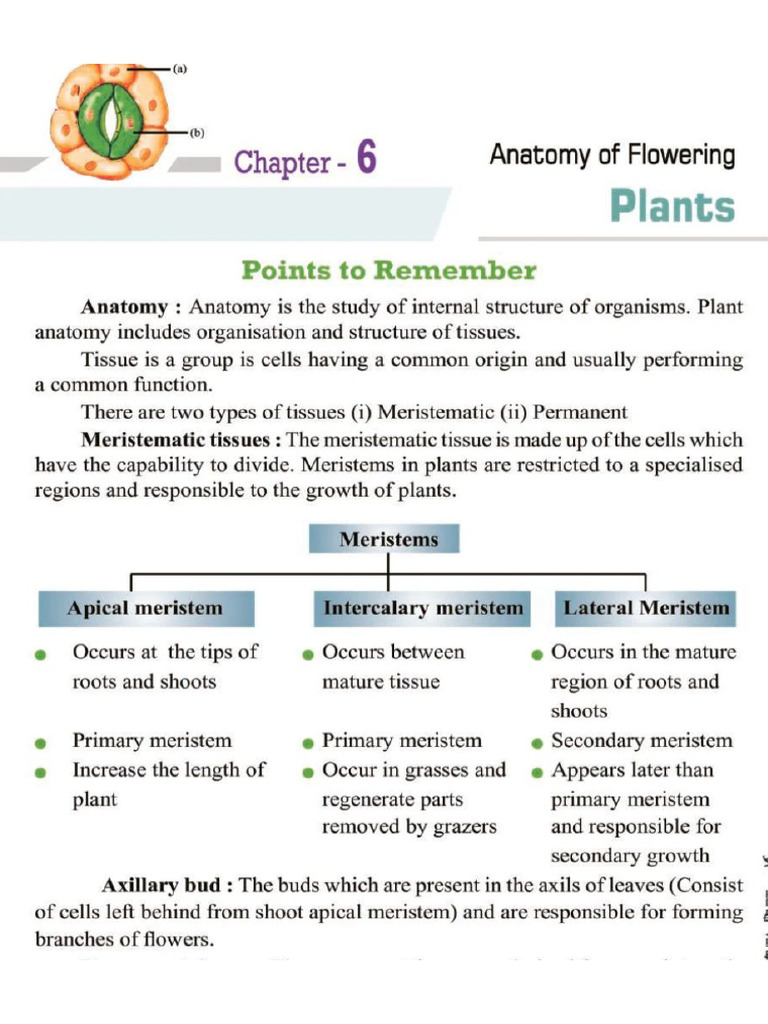 XI L-6 Anatomy of Flowering Plants Notes | PDF