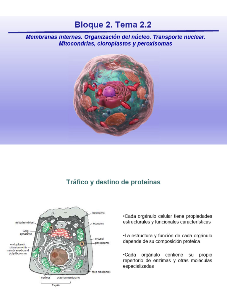 Tema2 2 Nucleo | PDF