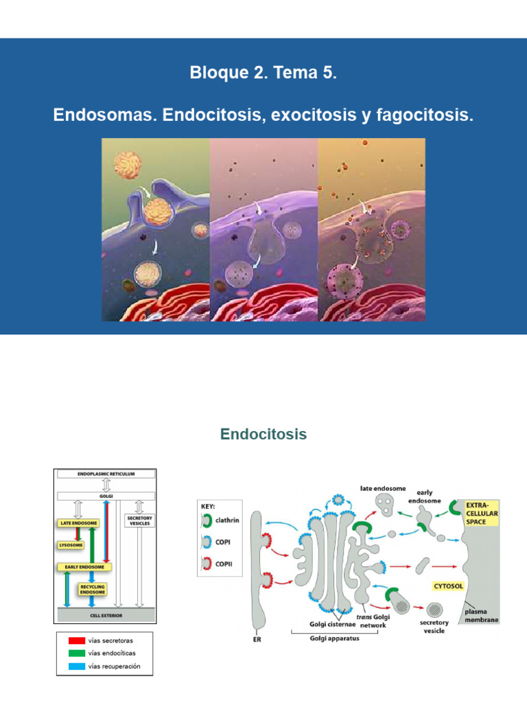 Tema2 6 Endocitosis | PDF