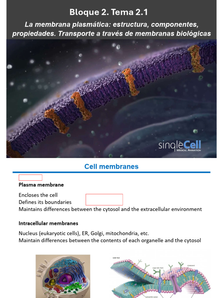 Tema2 1 Membrana Plasmatica | PDF
