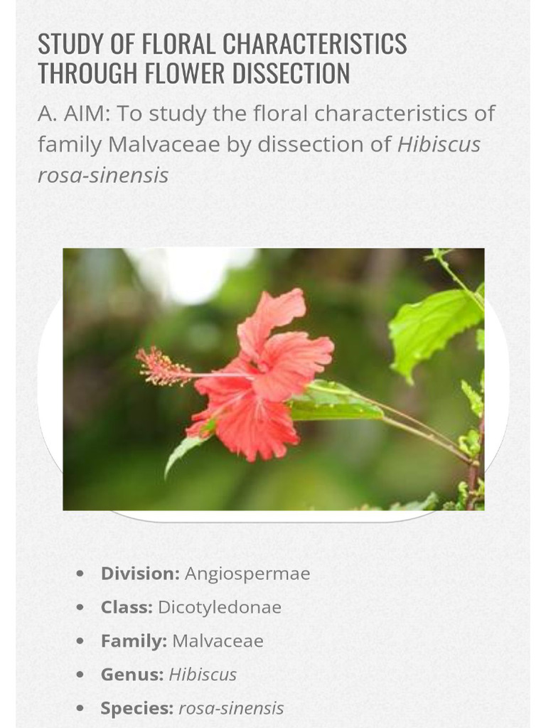 XI Flower Dissection Practical | PDF