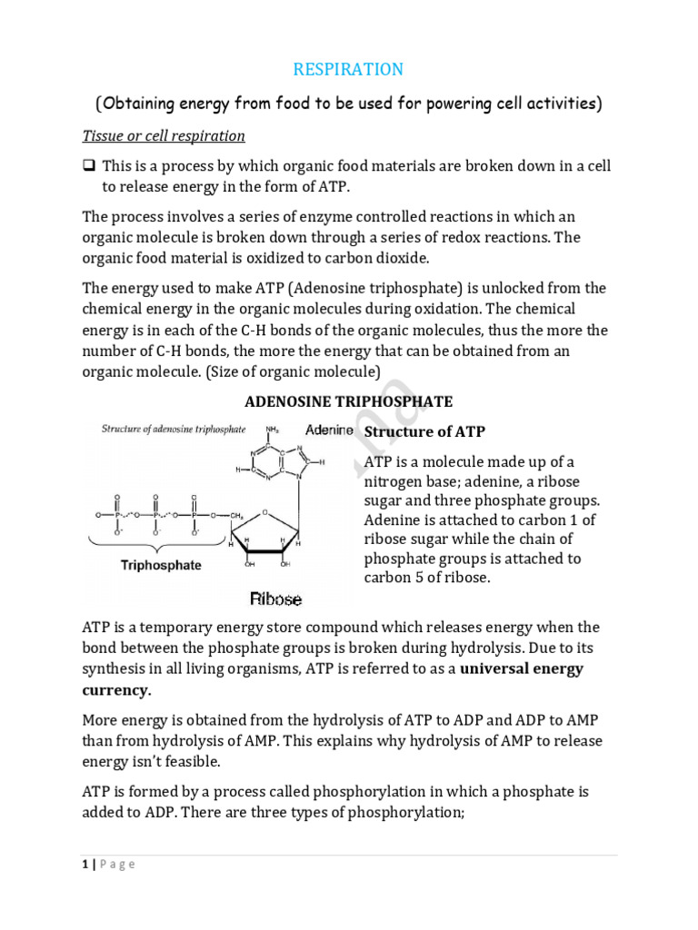 Respiration A Level. 2020 | PDF