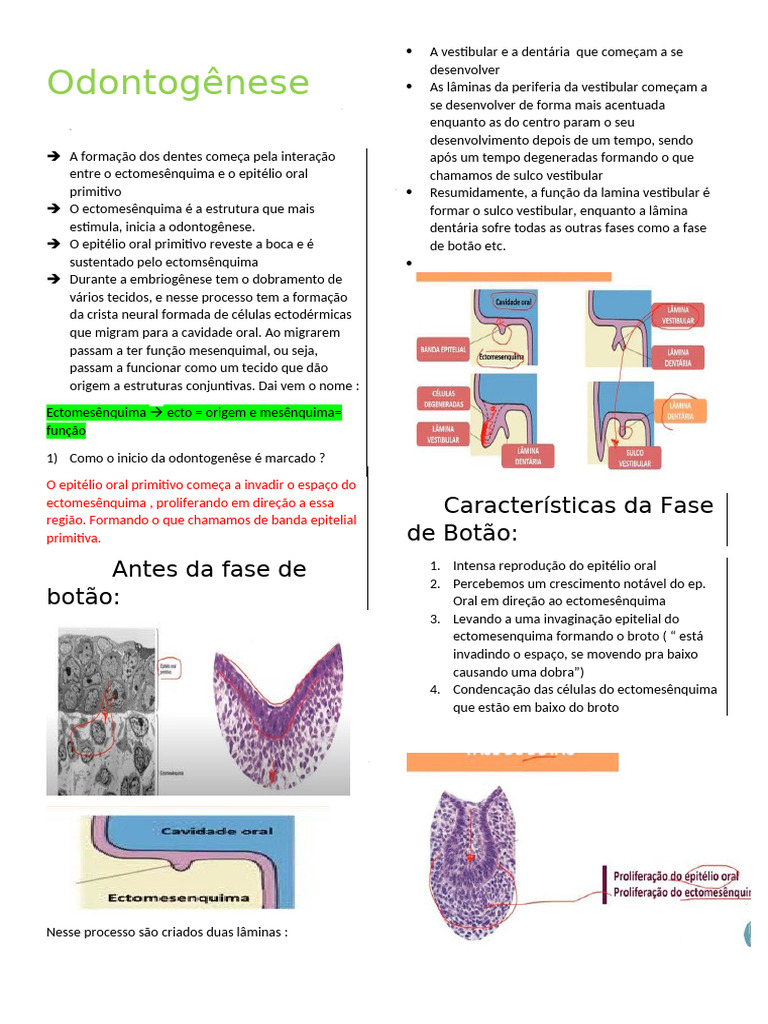 Odontogênese | PDF