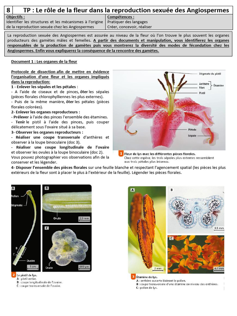 1.TP 3 Rôle de La Fleur Dans La Reproduction Sexuée Des Angiospermes | PDF