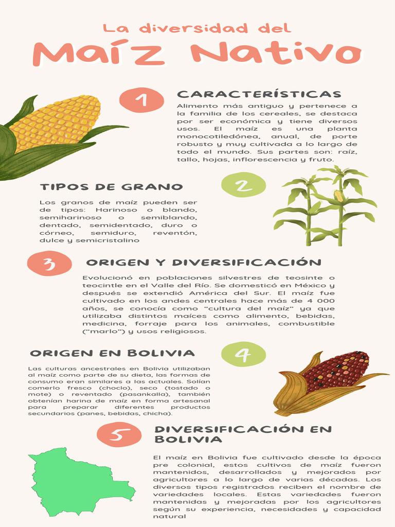 Infografía Del Maíz | PDF