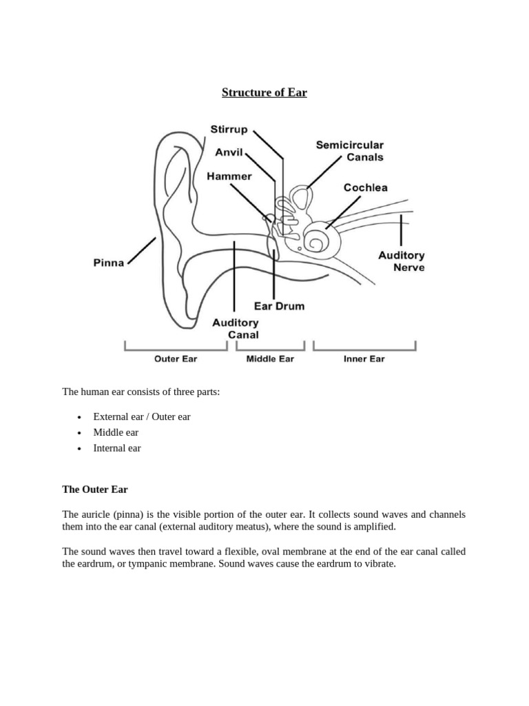 Note Ear | PDF