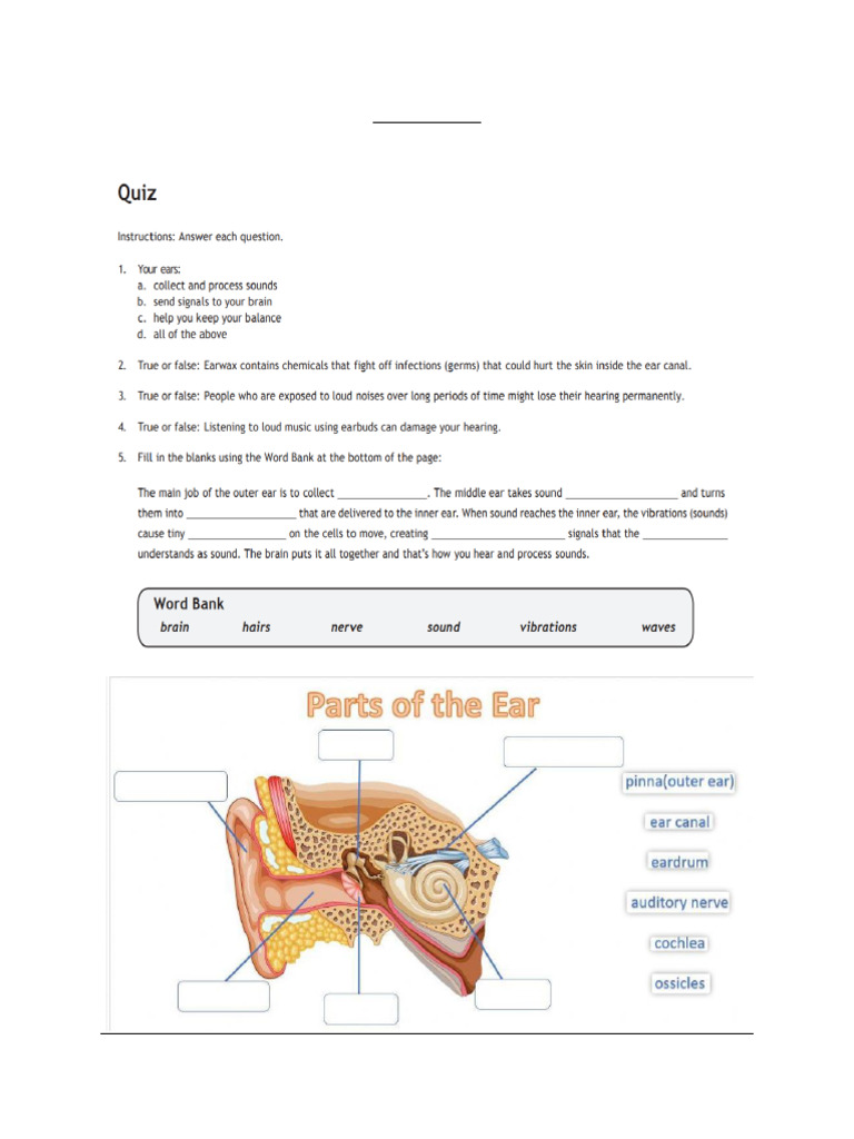 Worksheet Ear | PDF