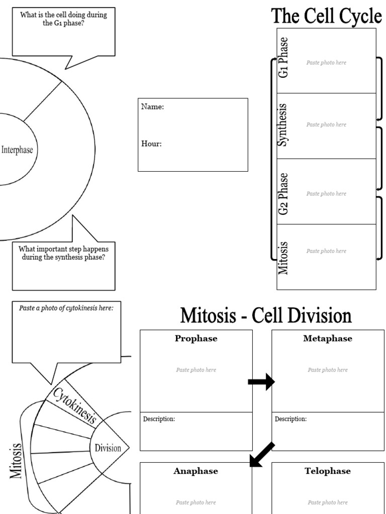 Cell Cycle Foldable | PDF