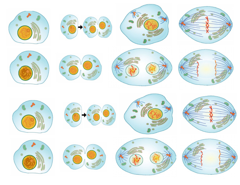 Cell Cycle Foldable Images | PDF