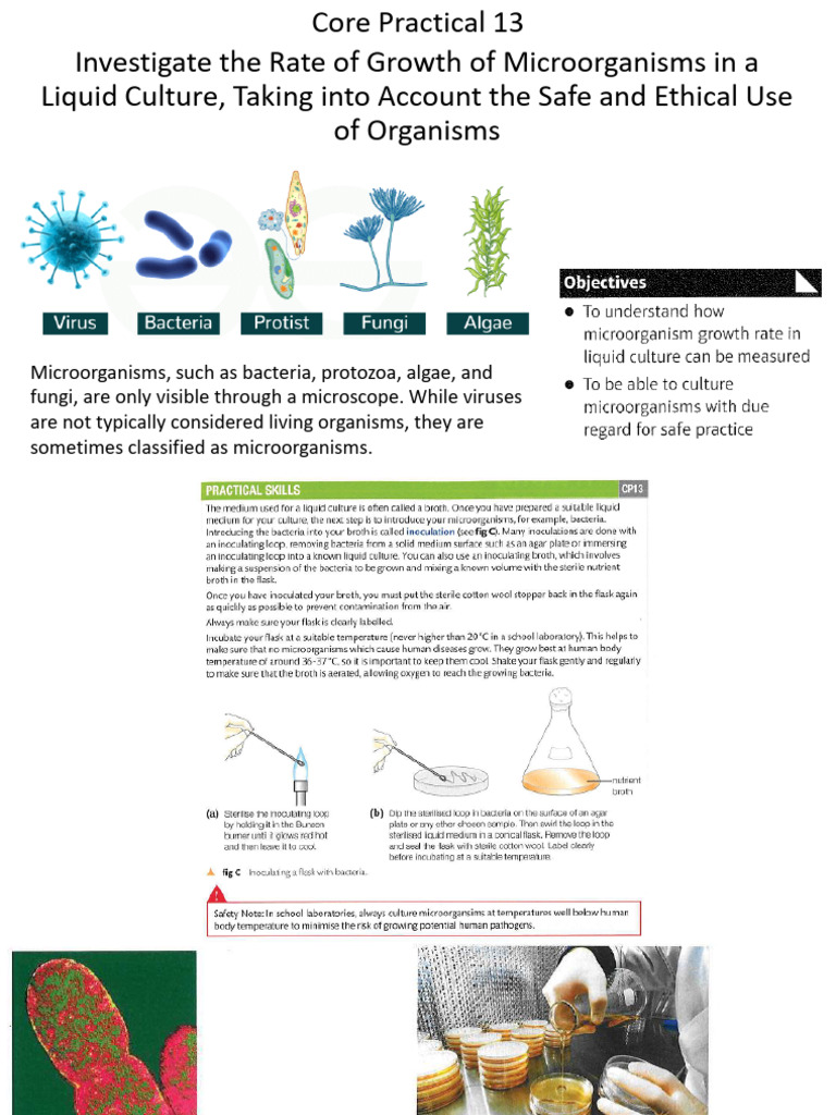 CP13 Microorganism Growth Rate | PDF