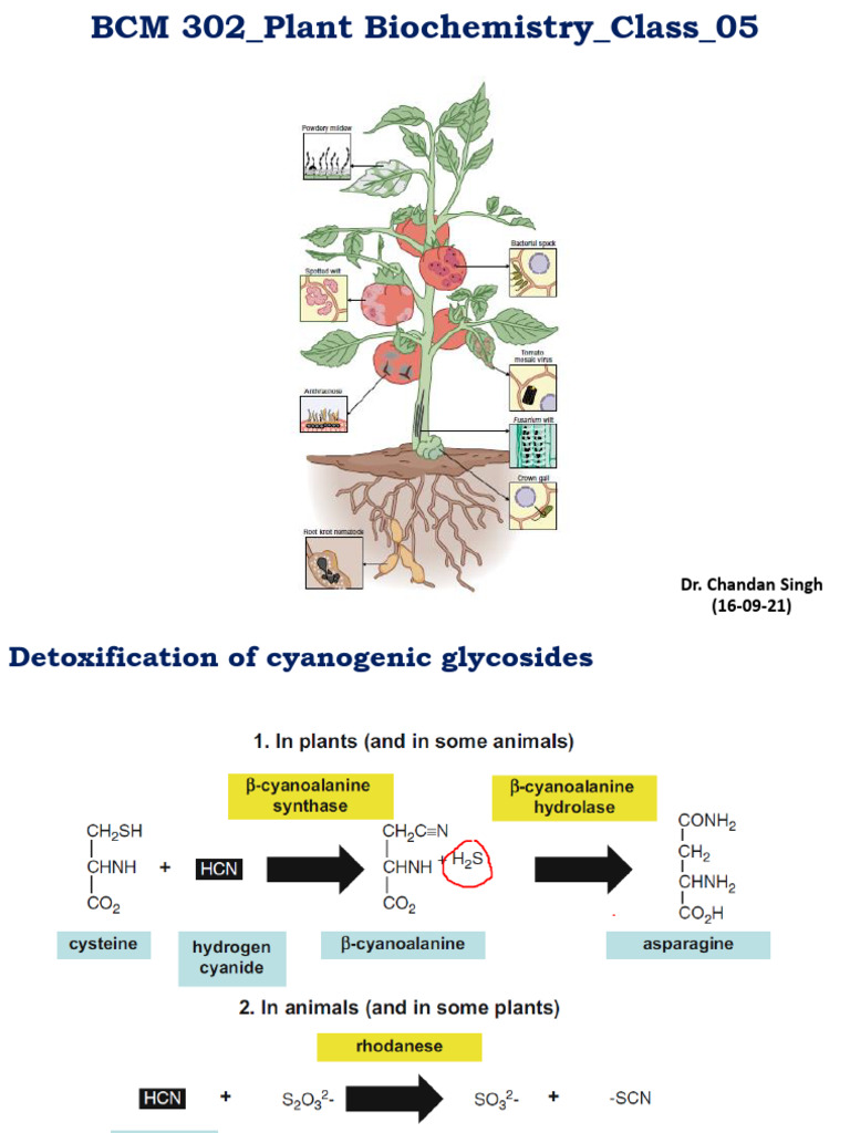 BCM02 Plant Biochemistry Class 05 | PDF