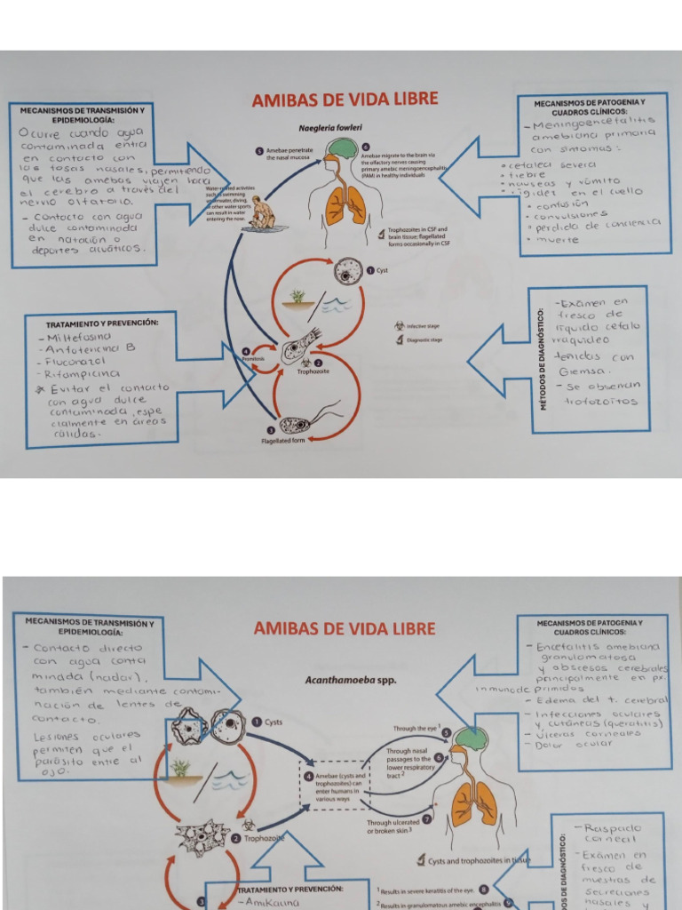HEMATICOS TISULARES Y GENITALES MARIAN GH | PDF