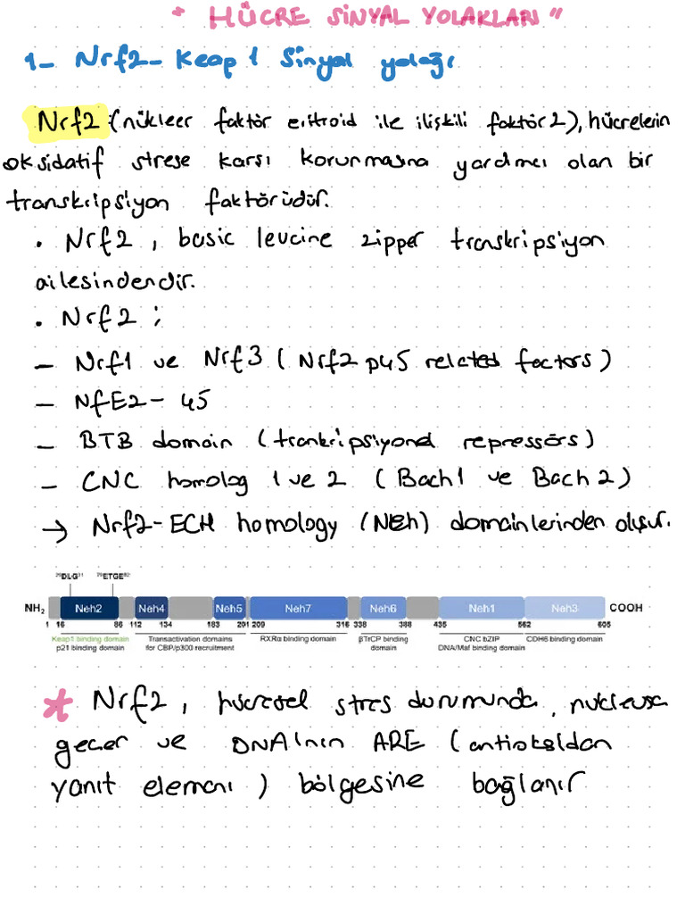 Genler | PDF