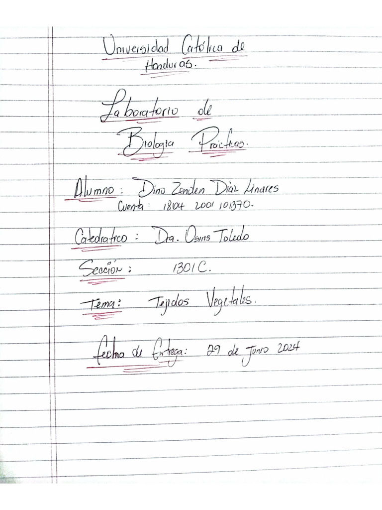 Dino Diaz Informe1 Iiparcial | PDF