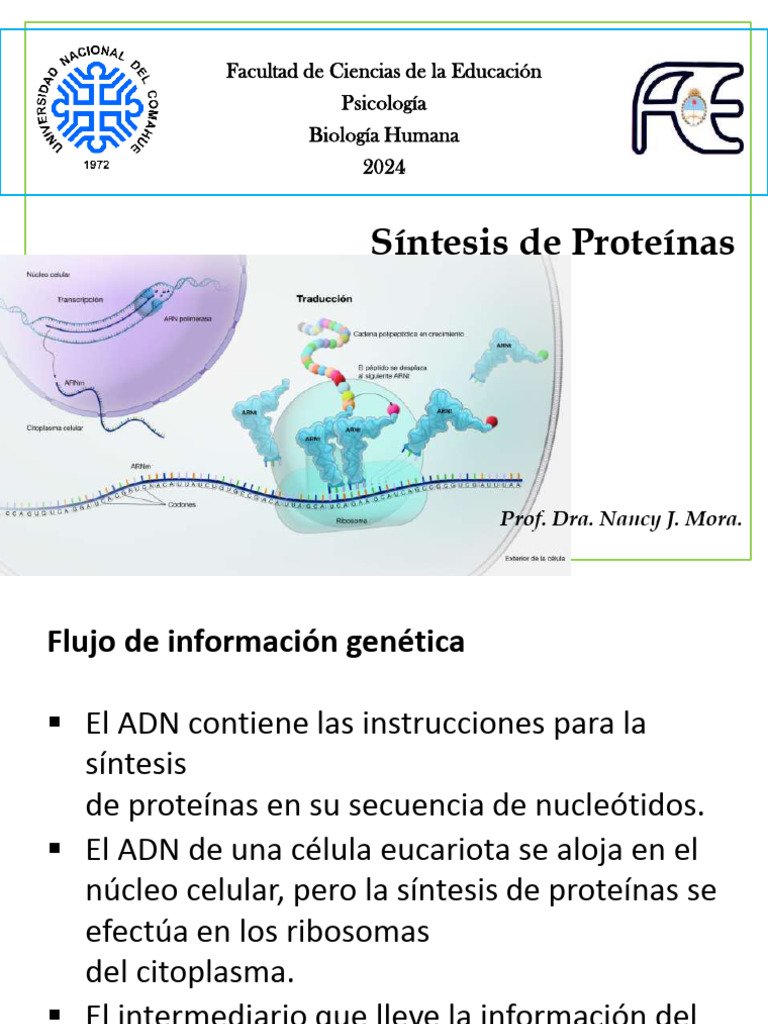 Flujo Genético: ADN, ARN y Proteínas | PDF | Rna | Adn