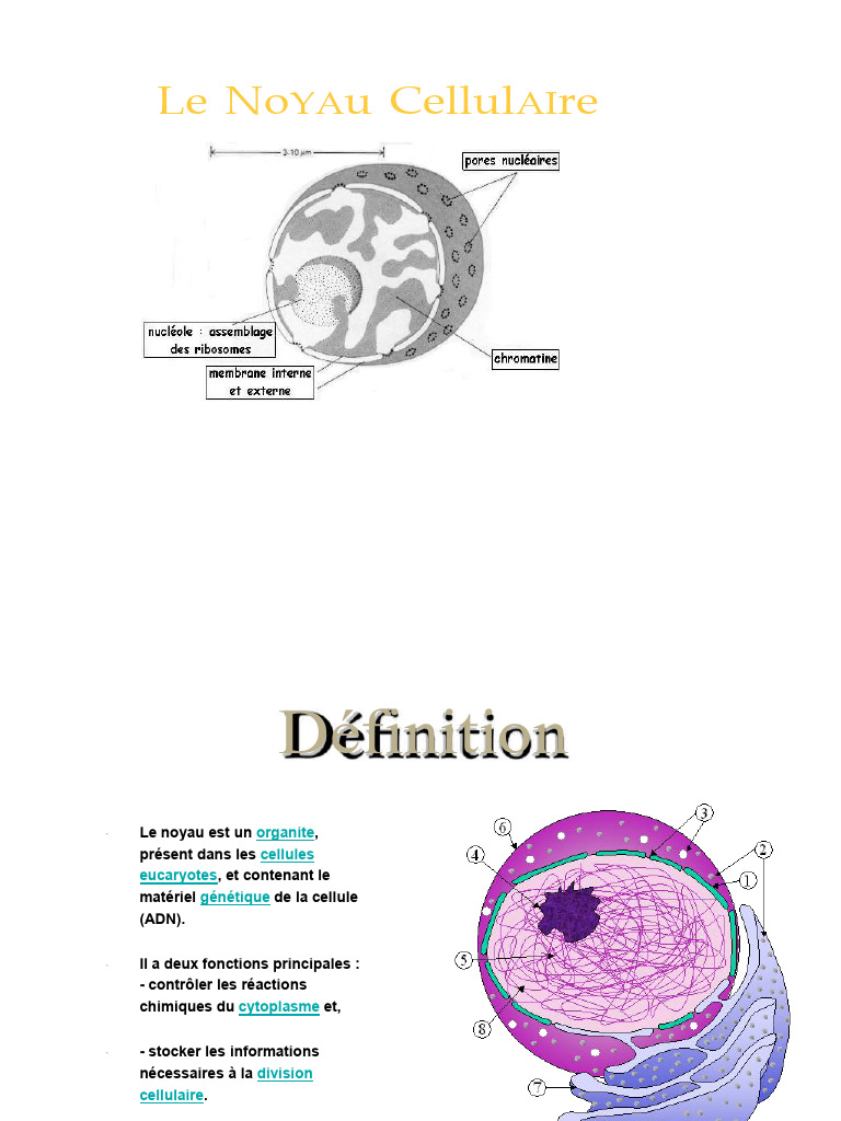 Le Noyau Cellulaire | PDF