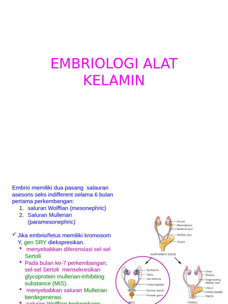 Embriologi Alat Kelamin | PDF