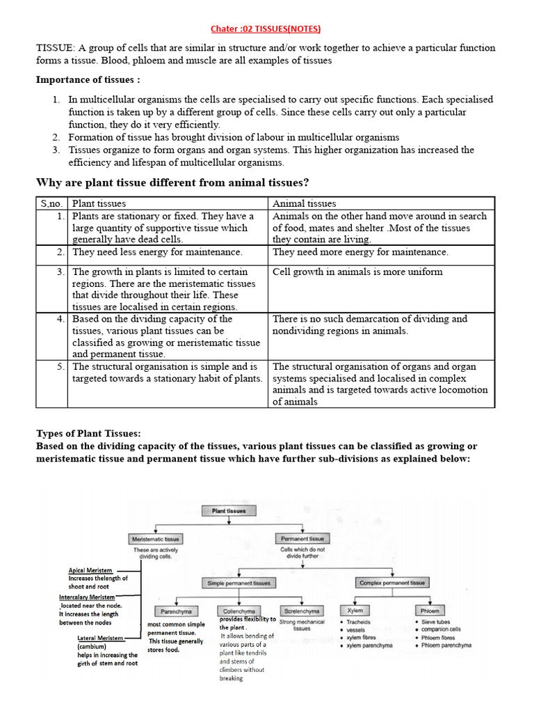 Chapter 2. Tissues Notes Part 1 | PDF