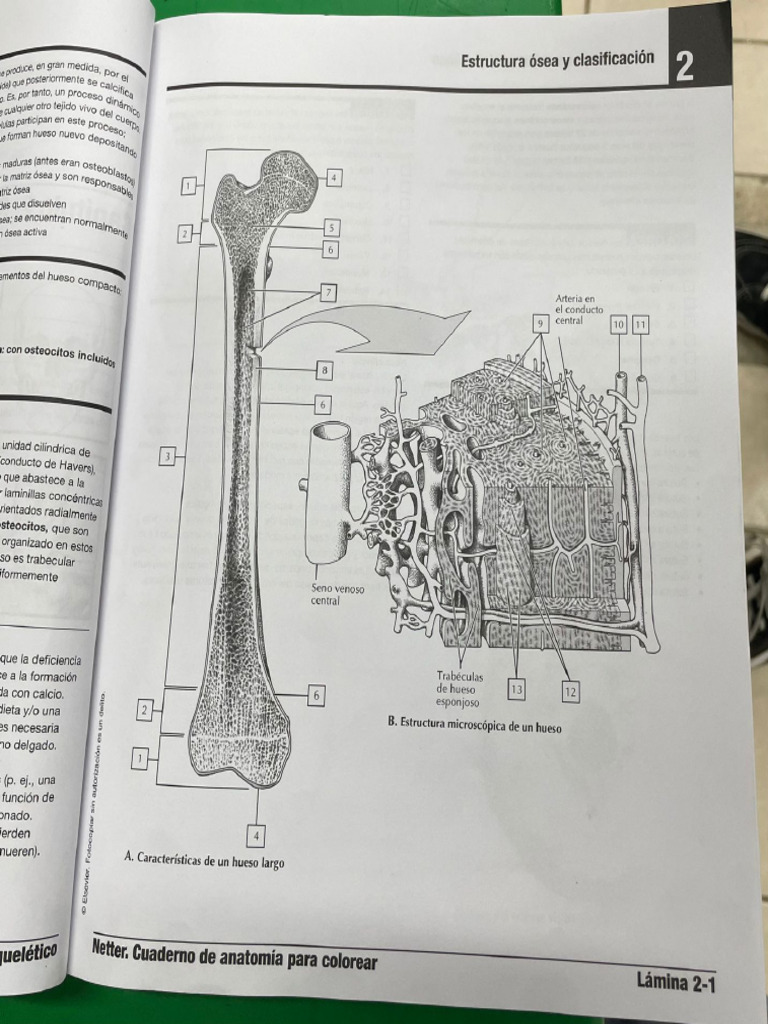 Estructura Osea | PDF