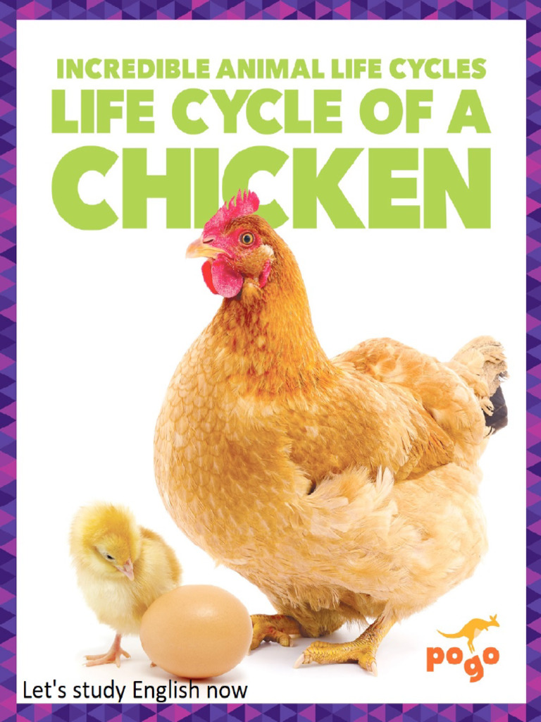 Life Cycle of a Chicken.pdf | PDF