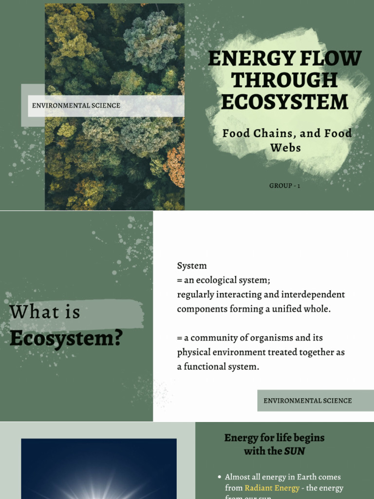 Energy Flow Through Ecosystem 101135 | PDF