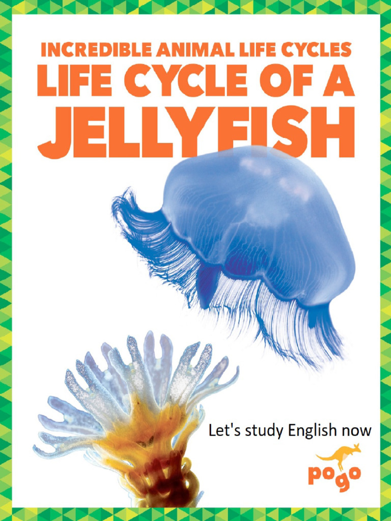 Life Cycle of a Jelly.pdf | PDF