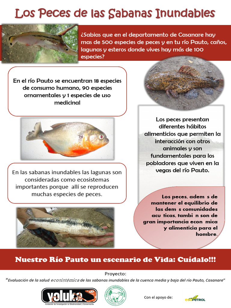 PECES | PDF