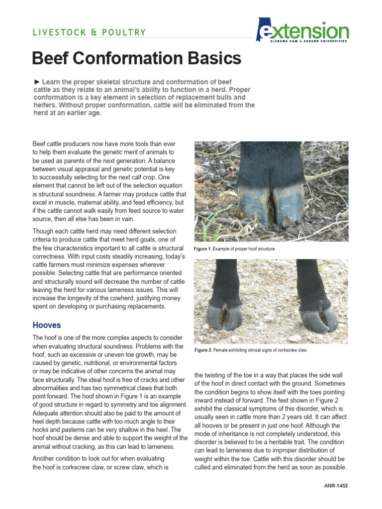 Beef Production | PDF