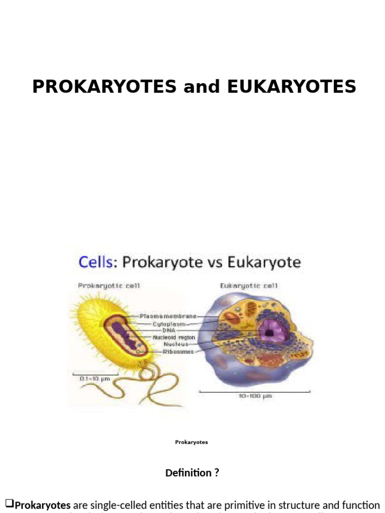 Prokaryotes And Eukaryotes Pdf
