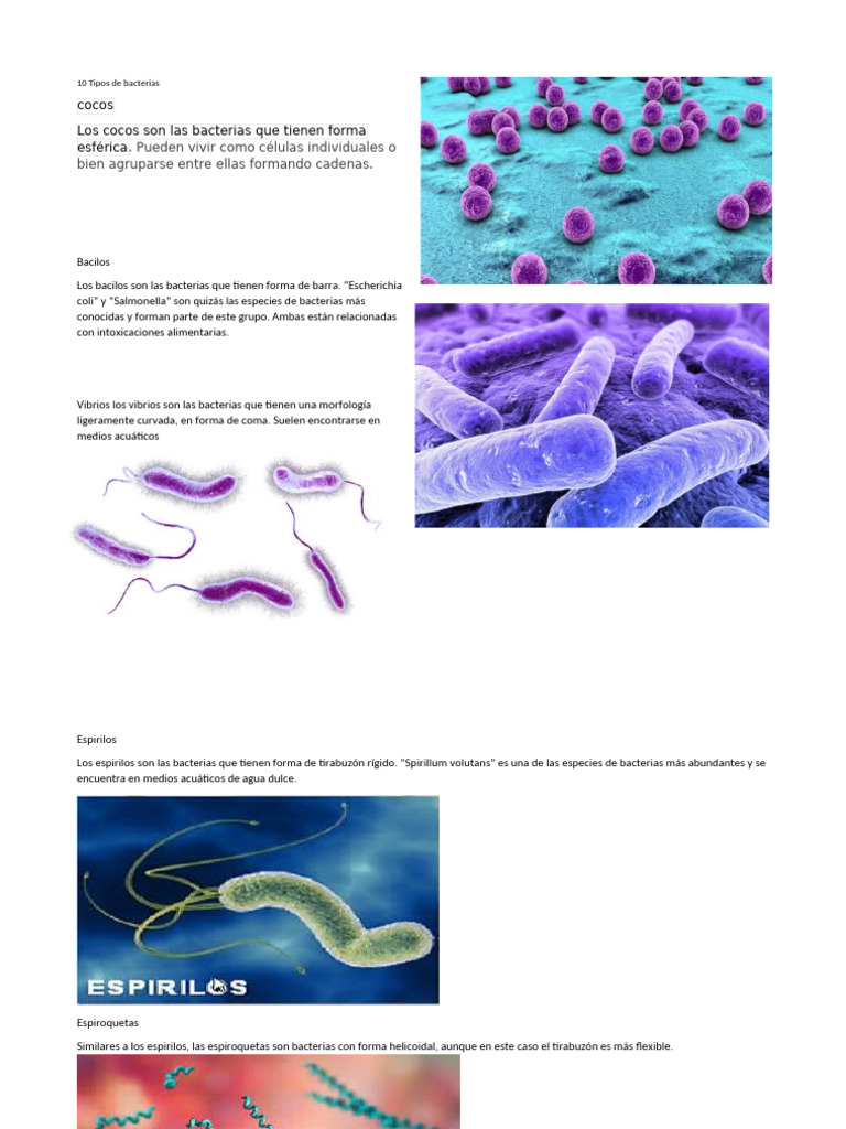 10 Tipos de Bacterias | PDF