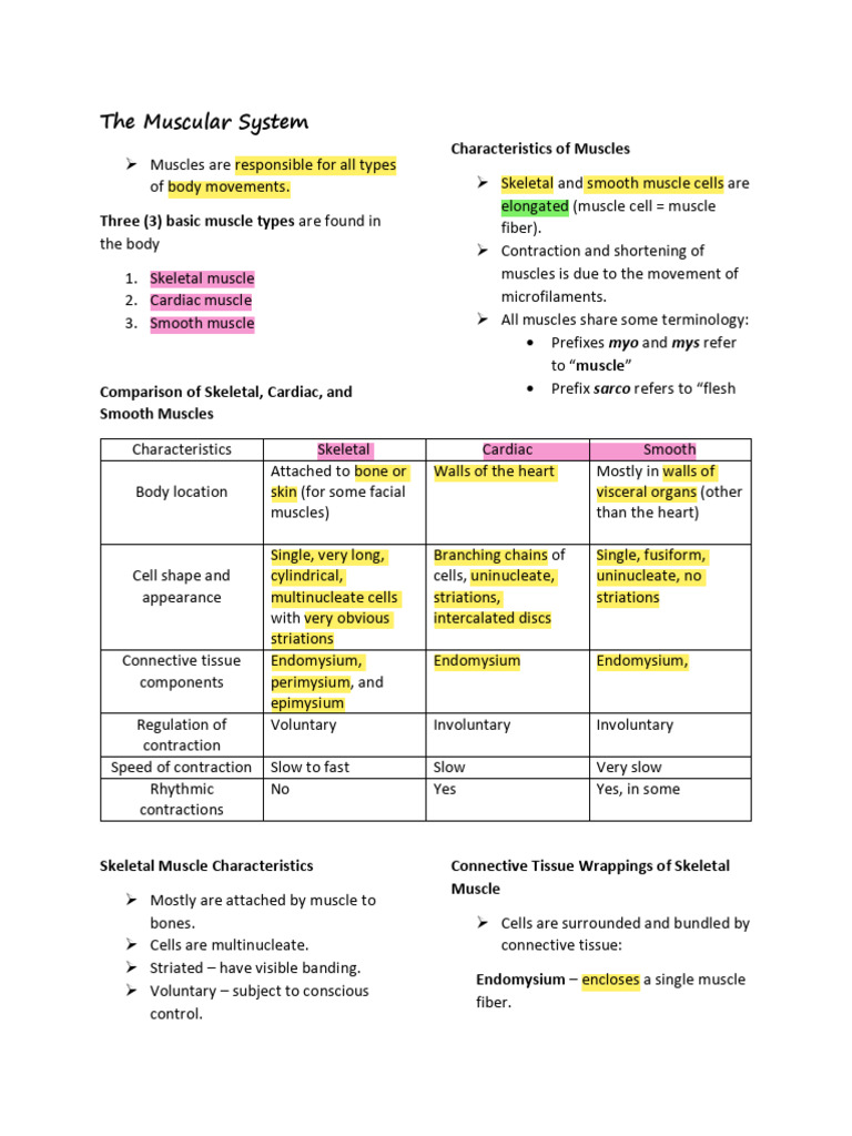 The Muscular-System | PDF