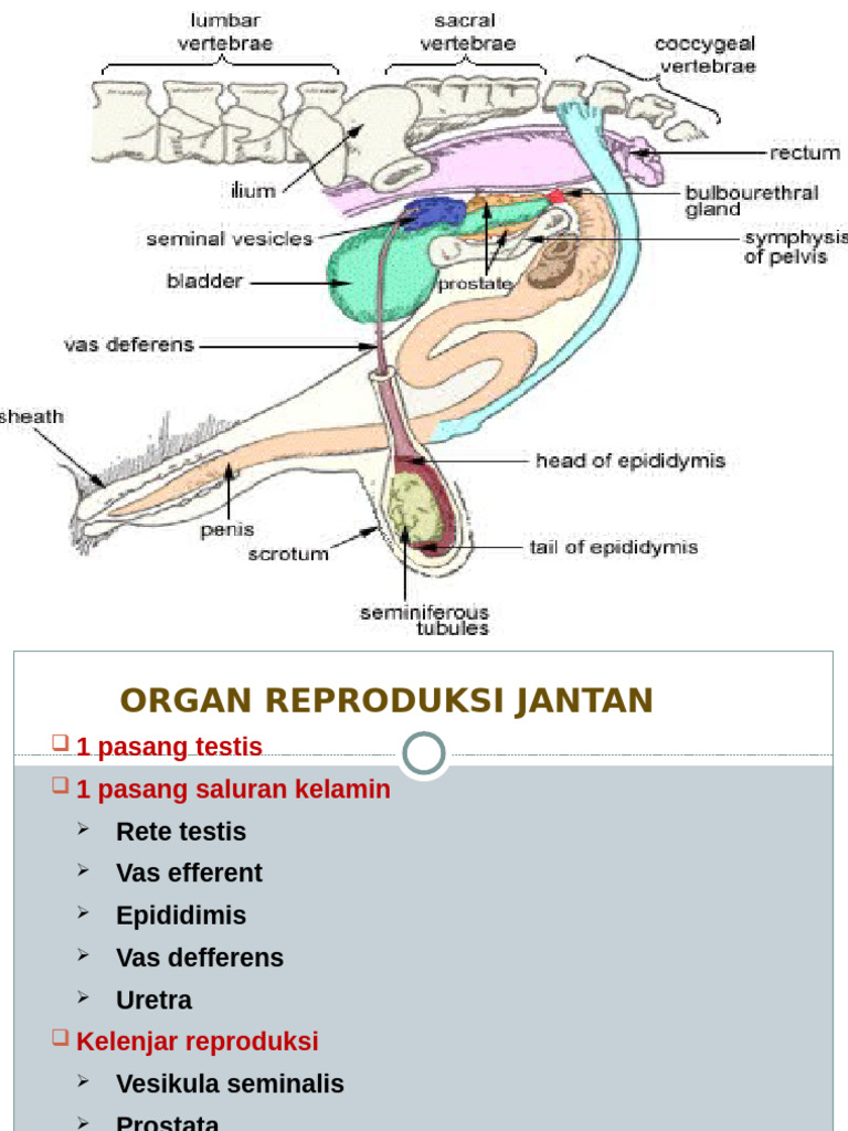 Organ Reproduksi Jantan | PDF