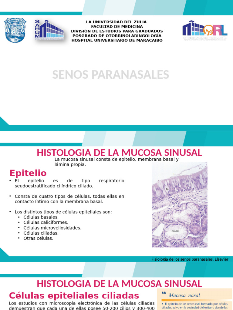Senos Parte 2 | PDF