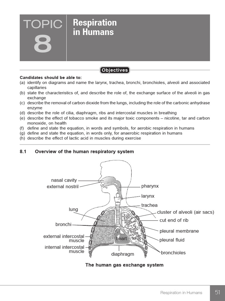 OL Bio, Note Gas Exchange System and Respiration | PDF
