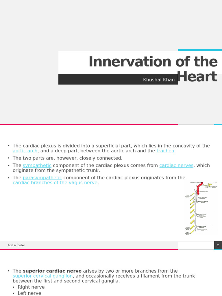 Lecture 14 - Innervation of The Heart | PDF