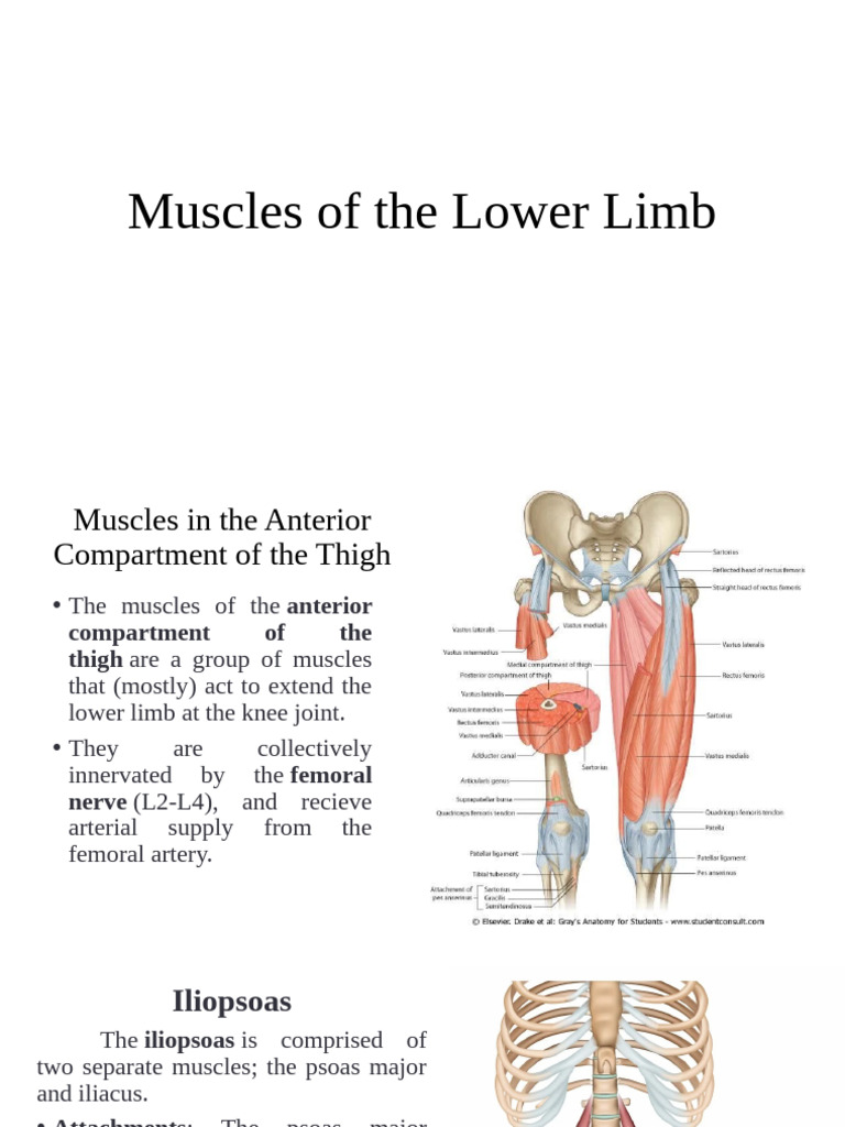 Muscles of The Lower Limb | PDF