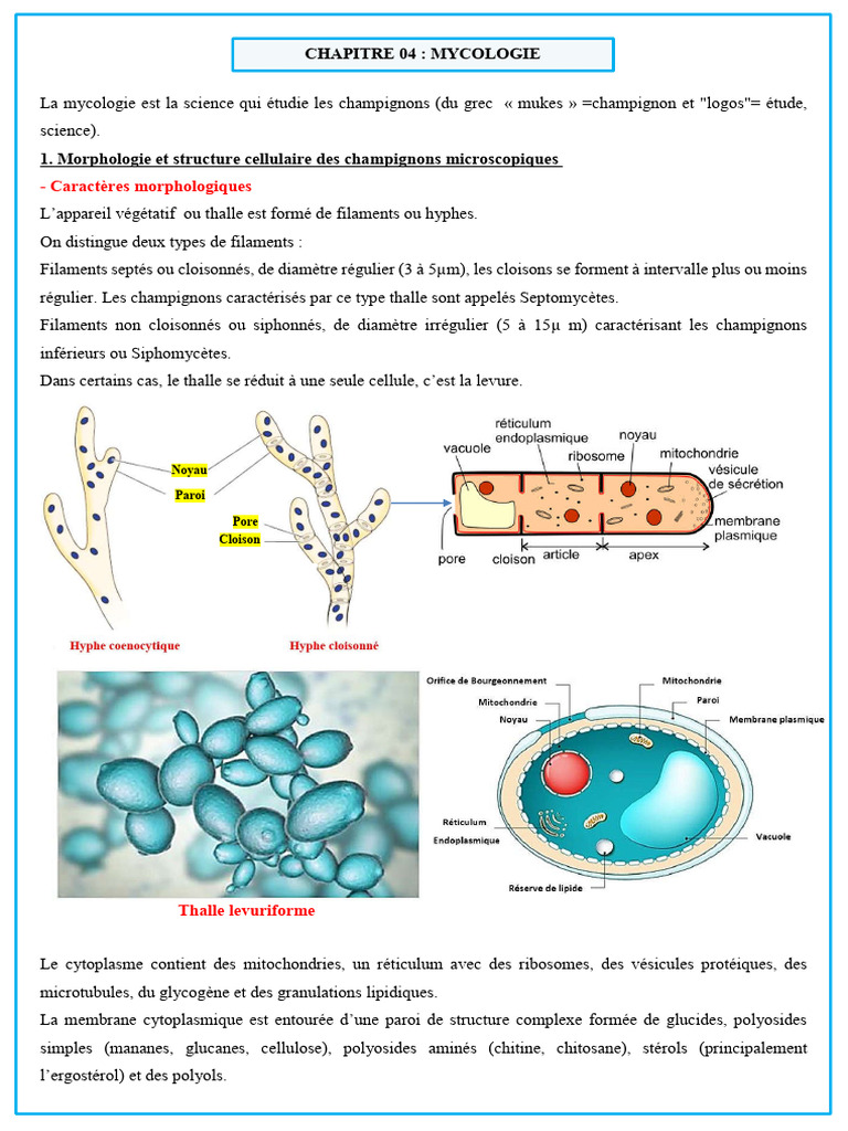 Chapitre 4 - Mycologie | PDF
