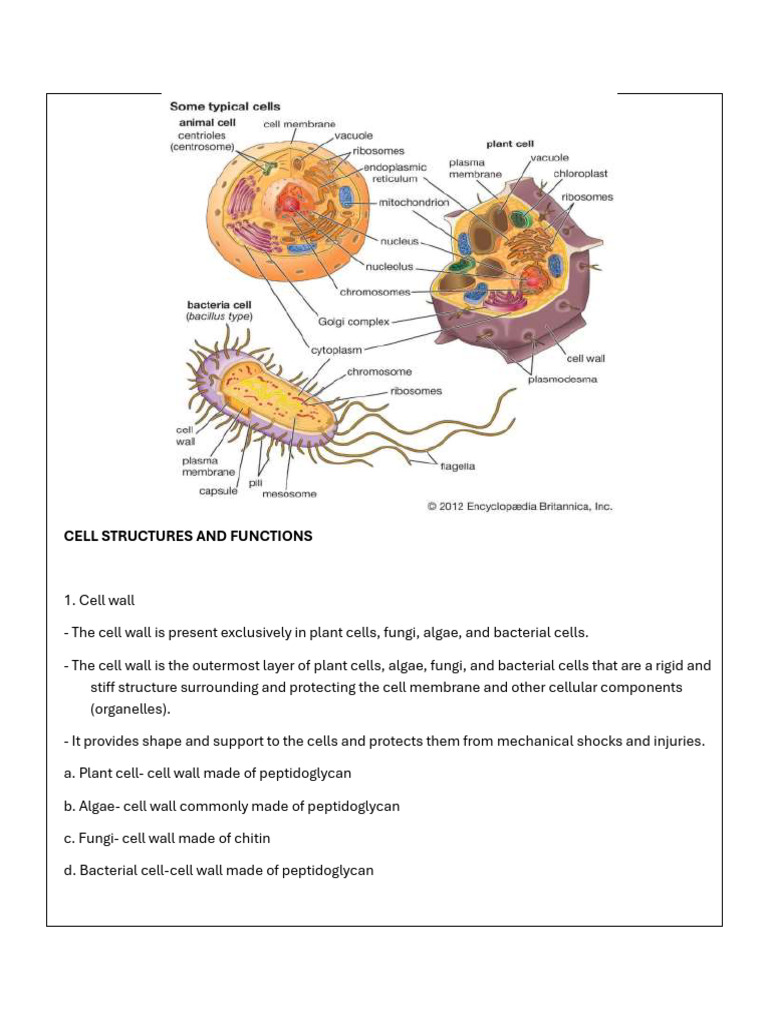 Lecture Notes Week 2 Cell Structures and Functions | PDF