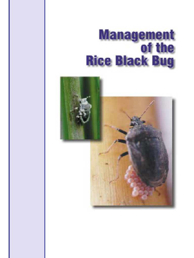 Management of Rice Black Bug | PDF