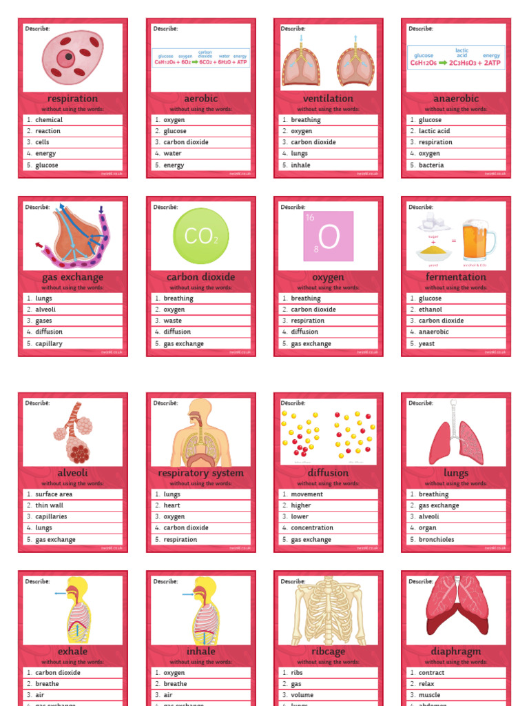 t3 SC 210 Respiration and Gas Exchange Can You Guess Cards - Ver - 2 | PDF