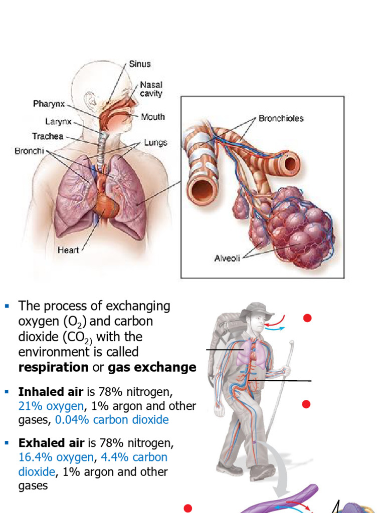 Lecture 3_Gas Exchange | PDF