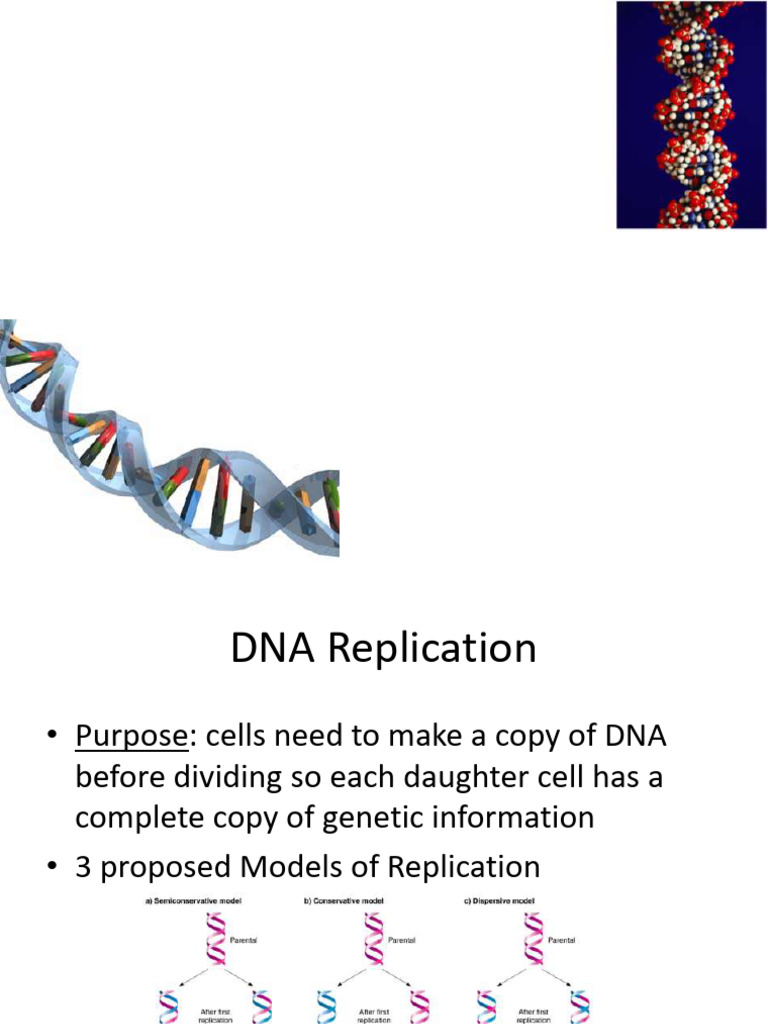 DNA Replication Part-1____24th July 2023 | PDF