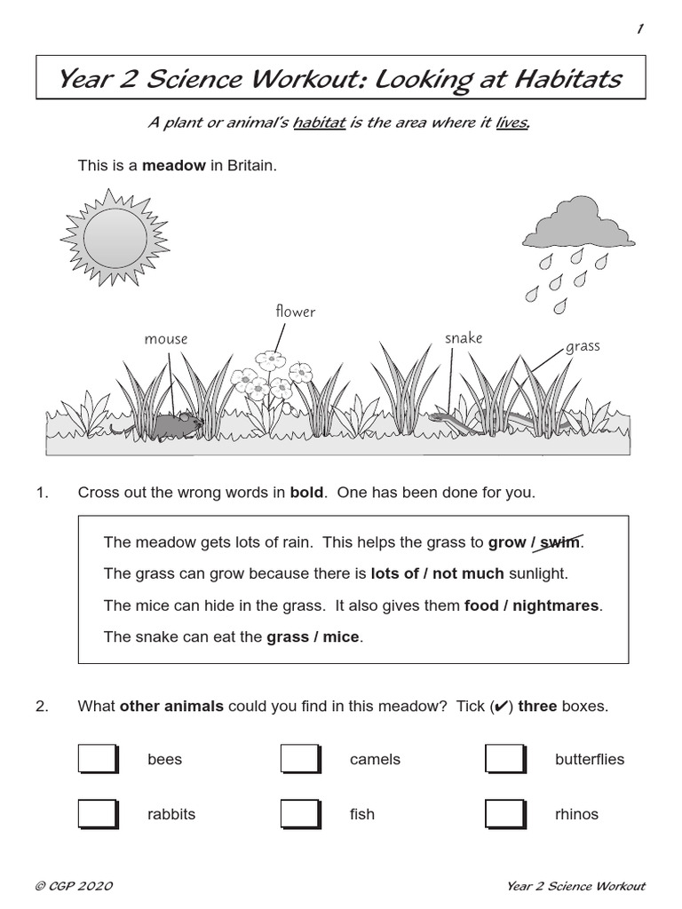 CGP Year 2 Science Workout | PDF