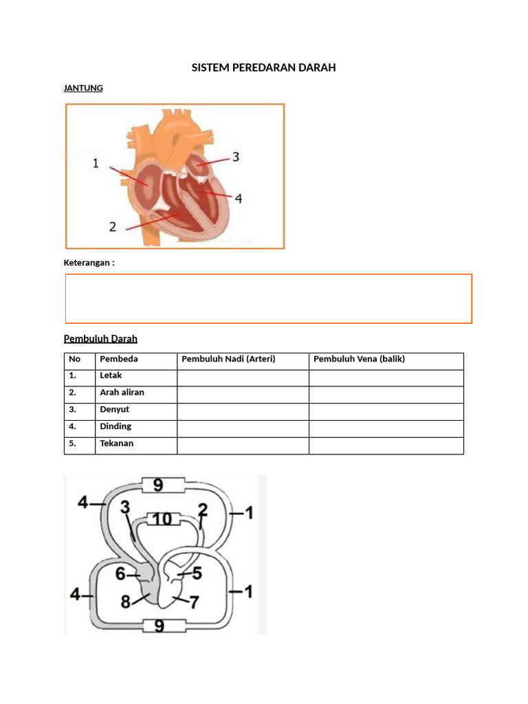Sistem Peredaran Darah | PDF